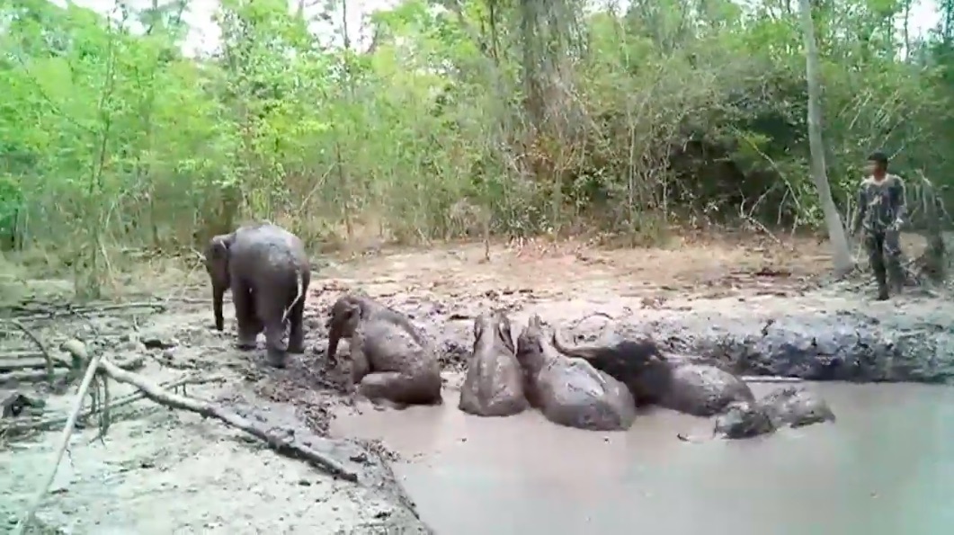 Stranded baby elephants trapped in muddy pit for days finally rescued ...