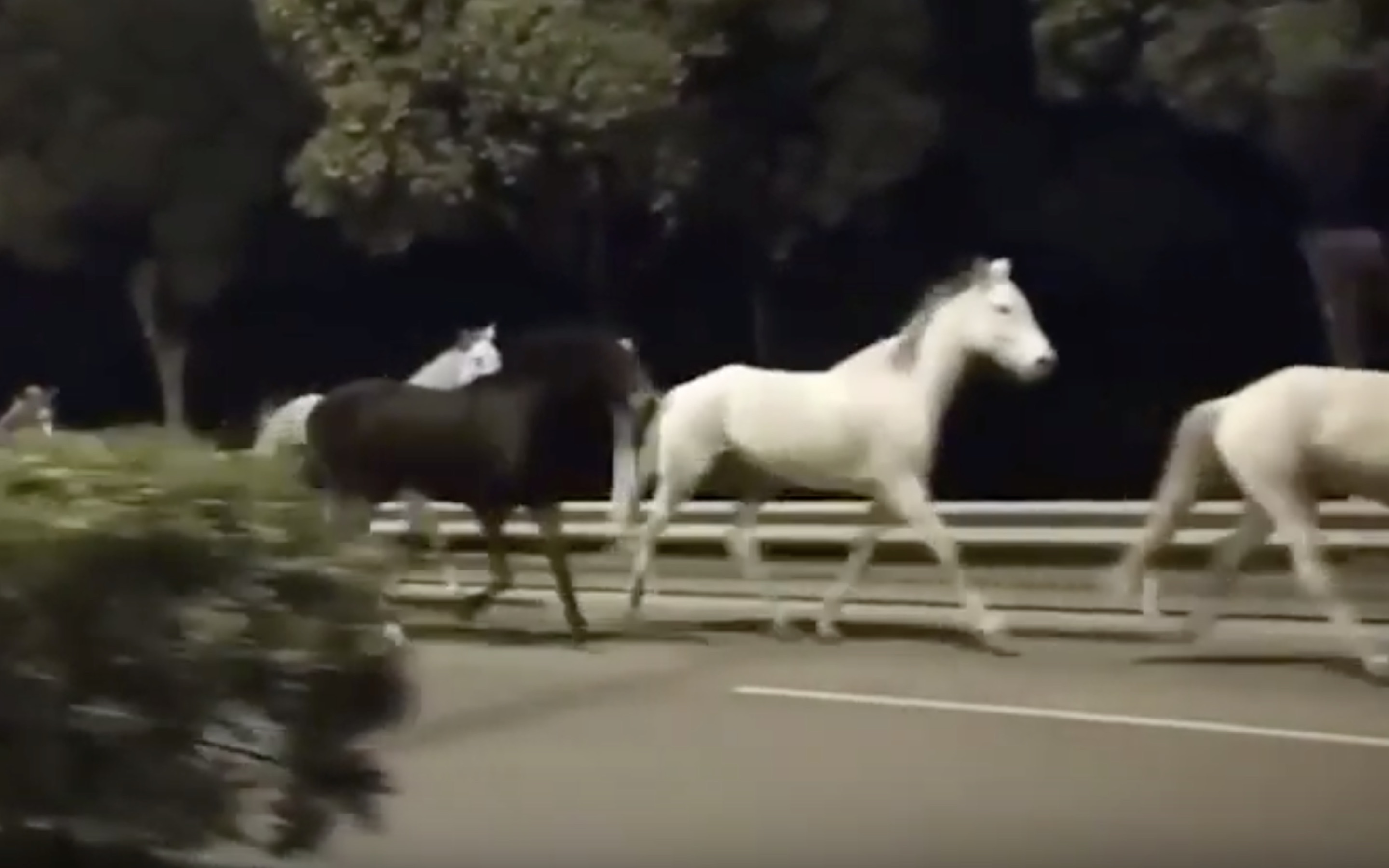 Mane-land Follies: 9 racehorses escape from stable in Shanghai | Coconuts