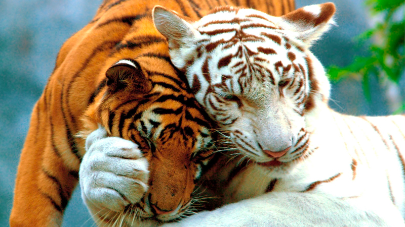 Thai zoo implements measure to ‘de-stress,’ cool down animals amid ... Thai zoo implements measure to ‘de-stress,’ cool down animals amid ...