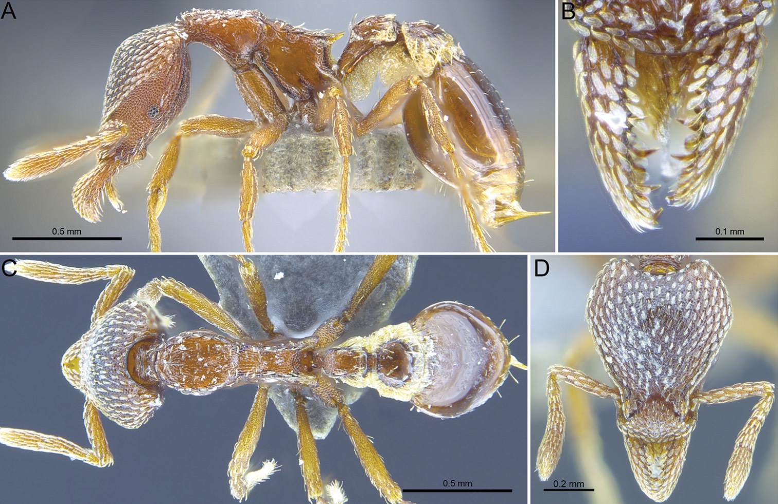 Feelin’ antsy? Researchers announce discovery of brand-new ant species ...