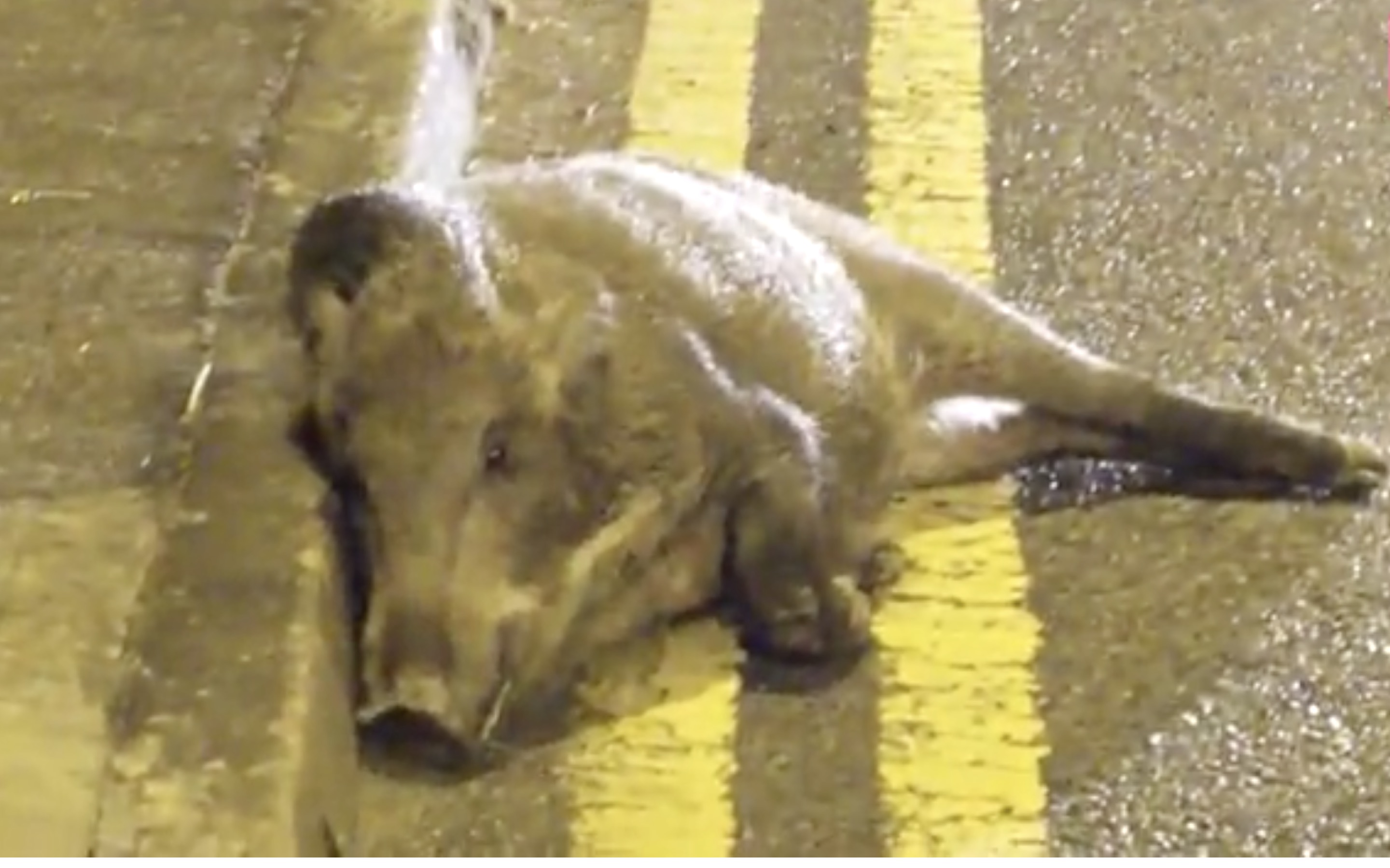 UPDATE: Wild boar with broken leg dies after it was rescued from side ...
