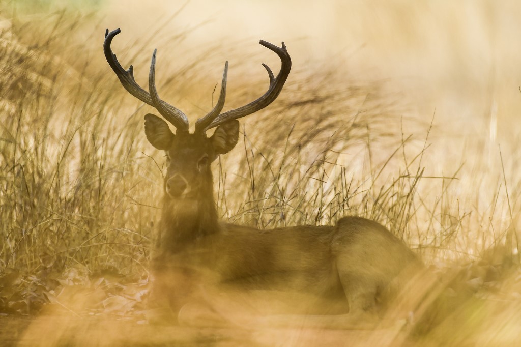 Crowdfunding brings life-saving water to Myanmar's deer | Coconuts