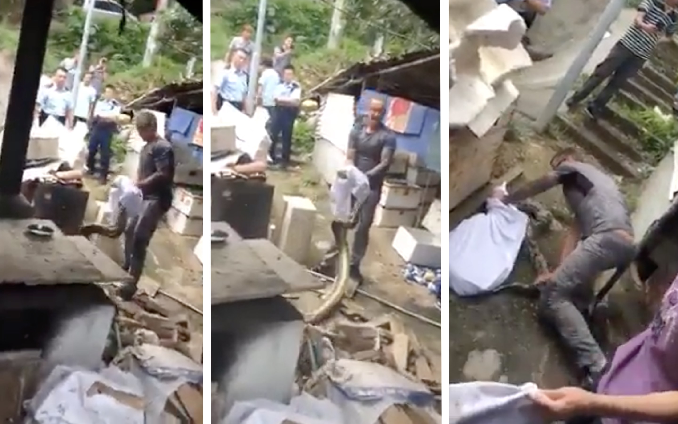 Snake wrangler captures 4-meter python found in New Territories village ...