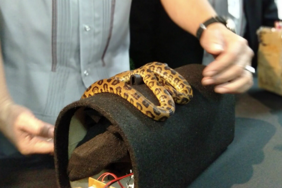 Customs officials find python hidden inside Bluetooth speaker | Coconuts