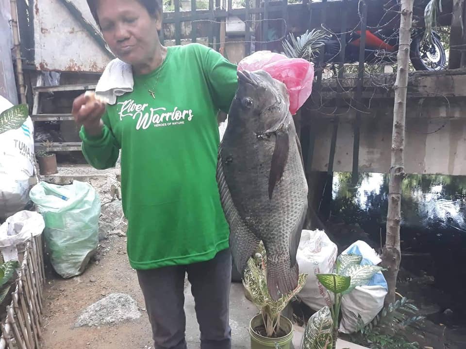 BIG FISH: Giant tilapia caught in Manila's Estero de San Miguel | Coconuts