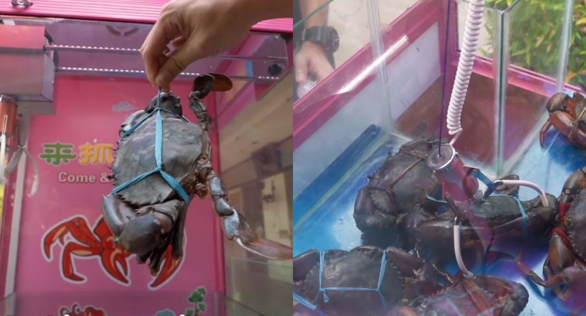 Singapore restaurant accused of cruelty over live crab claw machine ...
