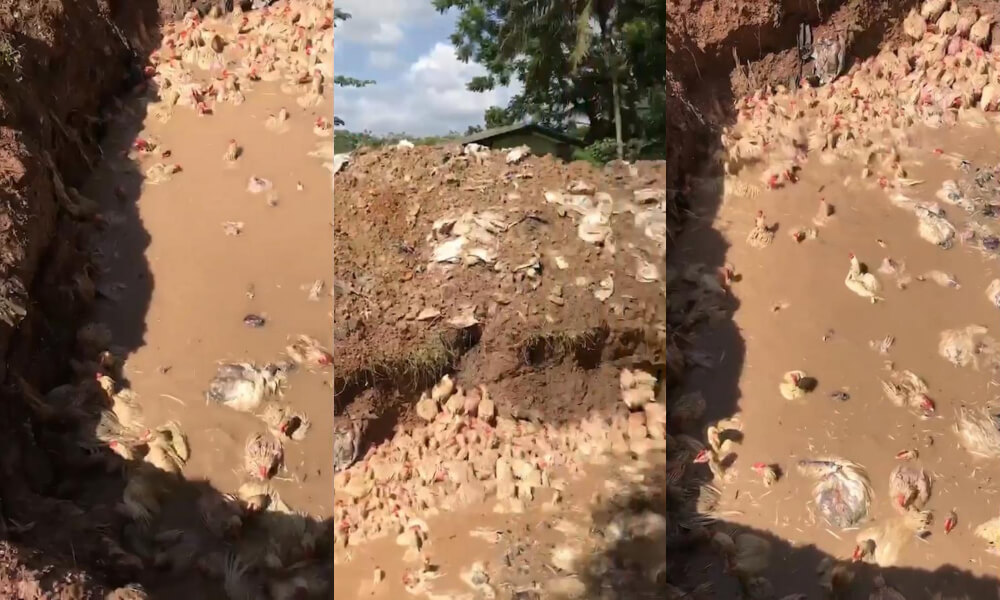 Songkhla animal agency investigated for burying 4,000 chickens alive ...