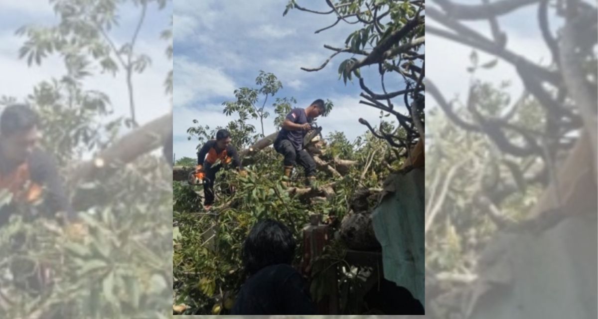 6 injured after old tree collapsed in East Denpasar | Coconuts
