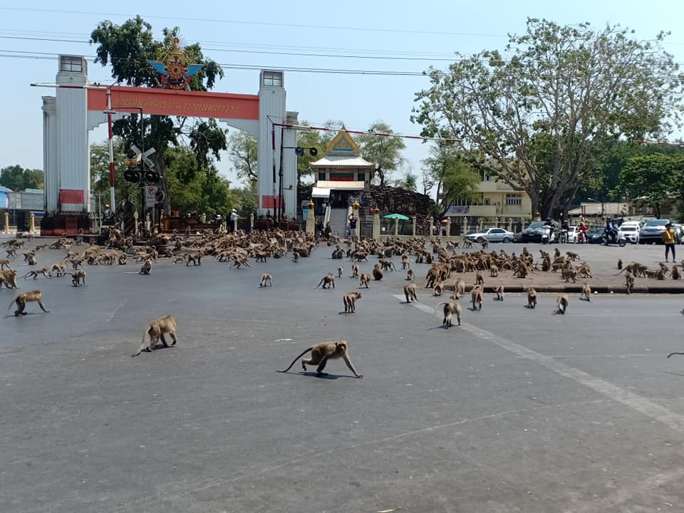 Monkey Wars: Macaque melee overruns downtown Lopburi (Video) | Coconuts