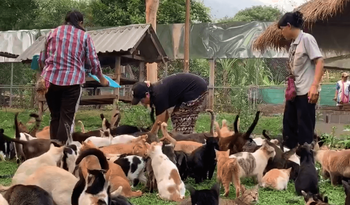 Overwhelmed by dumped pets, Chiang Mai foundation pleads for help ...