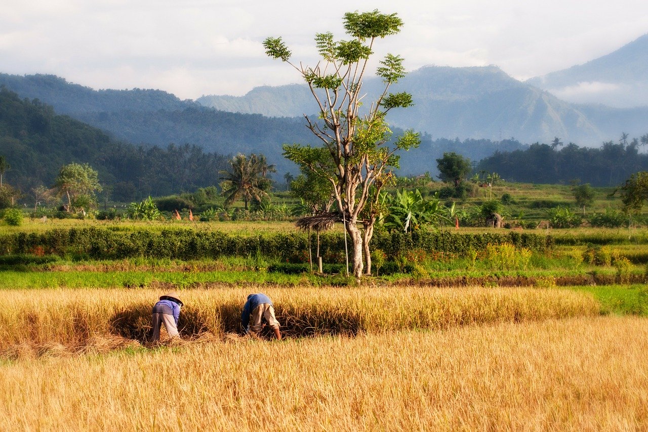 Bali economy among hardest hit in Indonesia amid COVID-19 pandemic ...