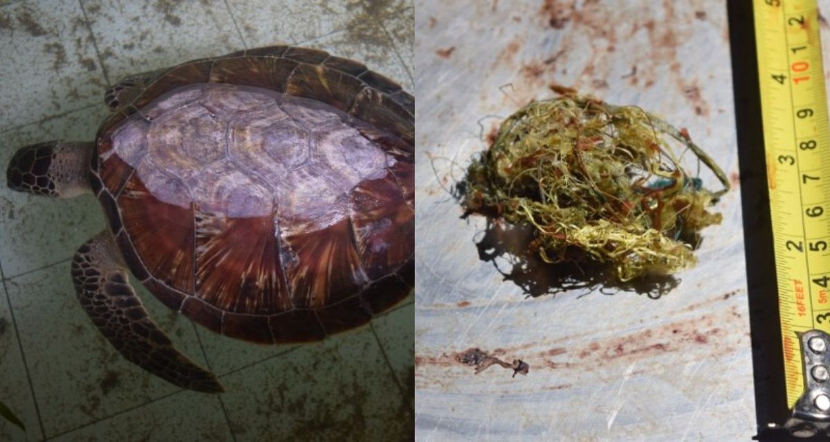 Plastic found inside dead green sea turtle washed up on Bali beach ...