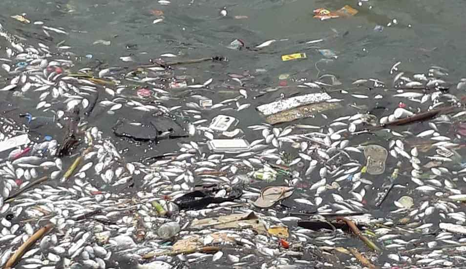 Dead fish floating in Manila Bay raises questions on dolomite safety ...