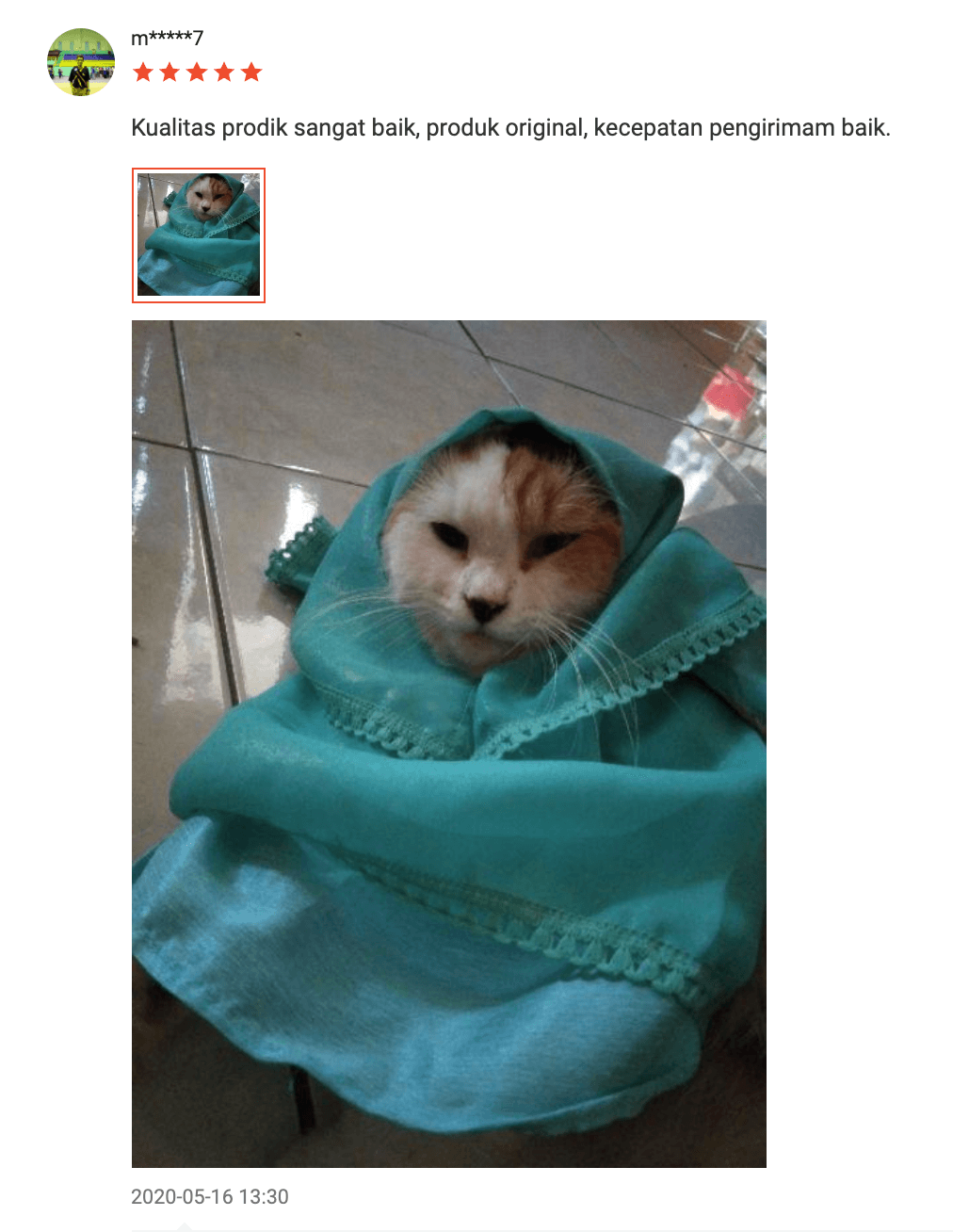 Modest Cats: ‘Ukhti’ hijabs for kitties sold online have Indonesians LOLing | Coconuts