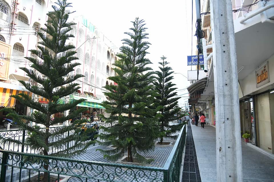 Yes, Khaosan now has pine trees. Because that makes sense. (Photos ...
