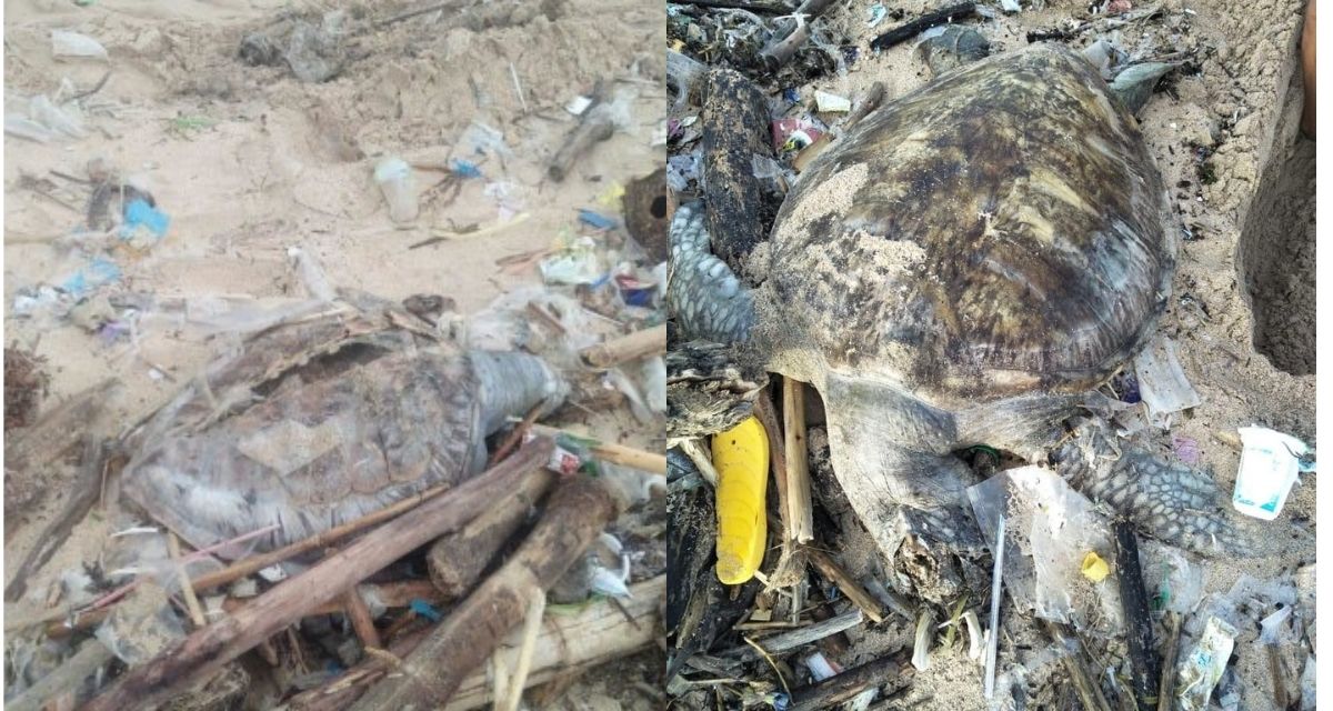 Sea turtles found dead amid piles of rubbish on Bali beach | Coconuts