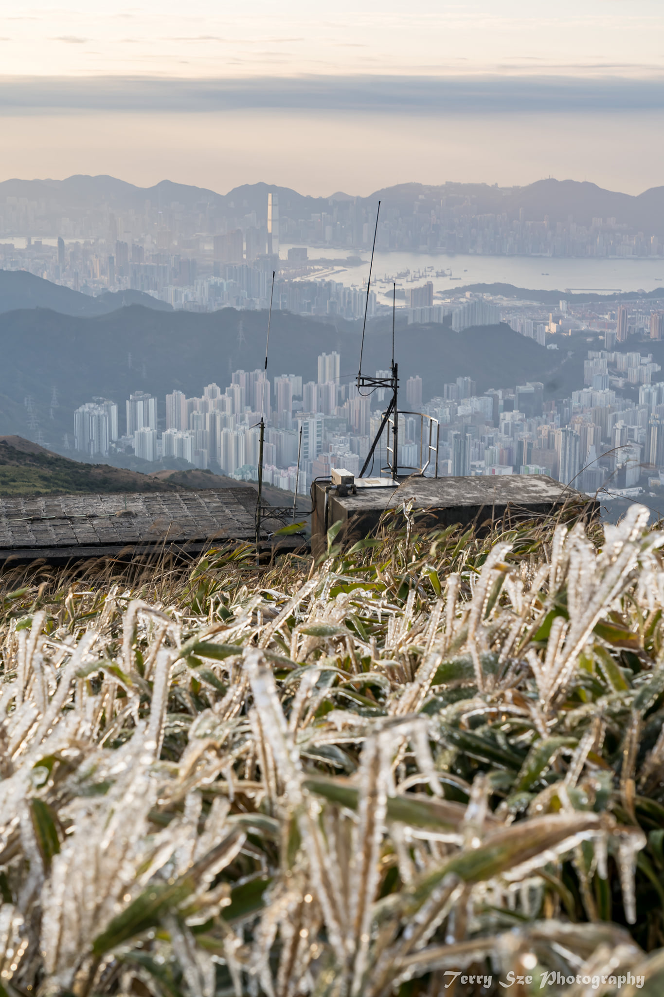 Frosty foliage on Tai Mo Shan captured by city's photographers | Coconuts