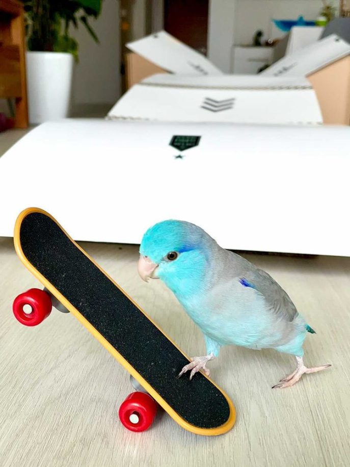 TikTok’s hottest 1-year-old star is a skateboarding bird from Singapore ...