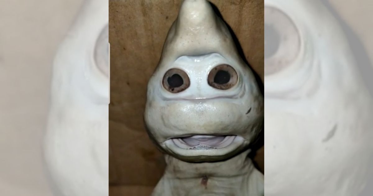 Shark With Human Face