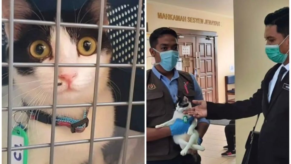 Cat attends Malaysian court hearing in abuse case involving owner ...