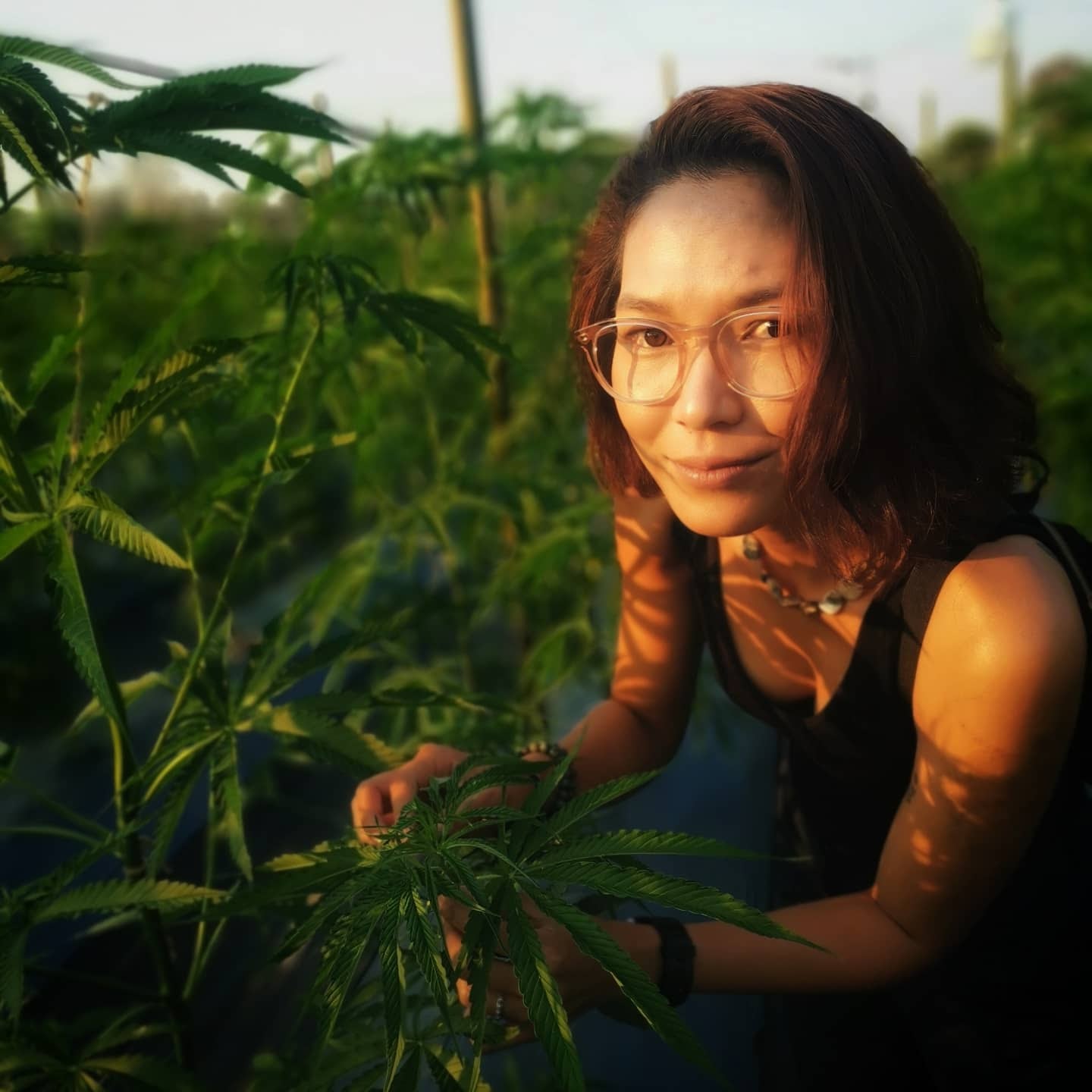 ‘Nobody in Asia knows weed better than the Thais’: new cash crop ...