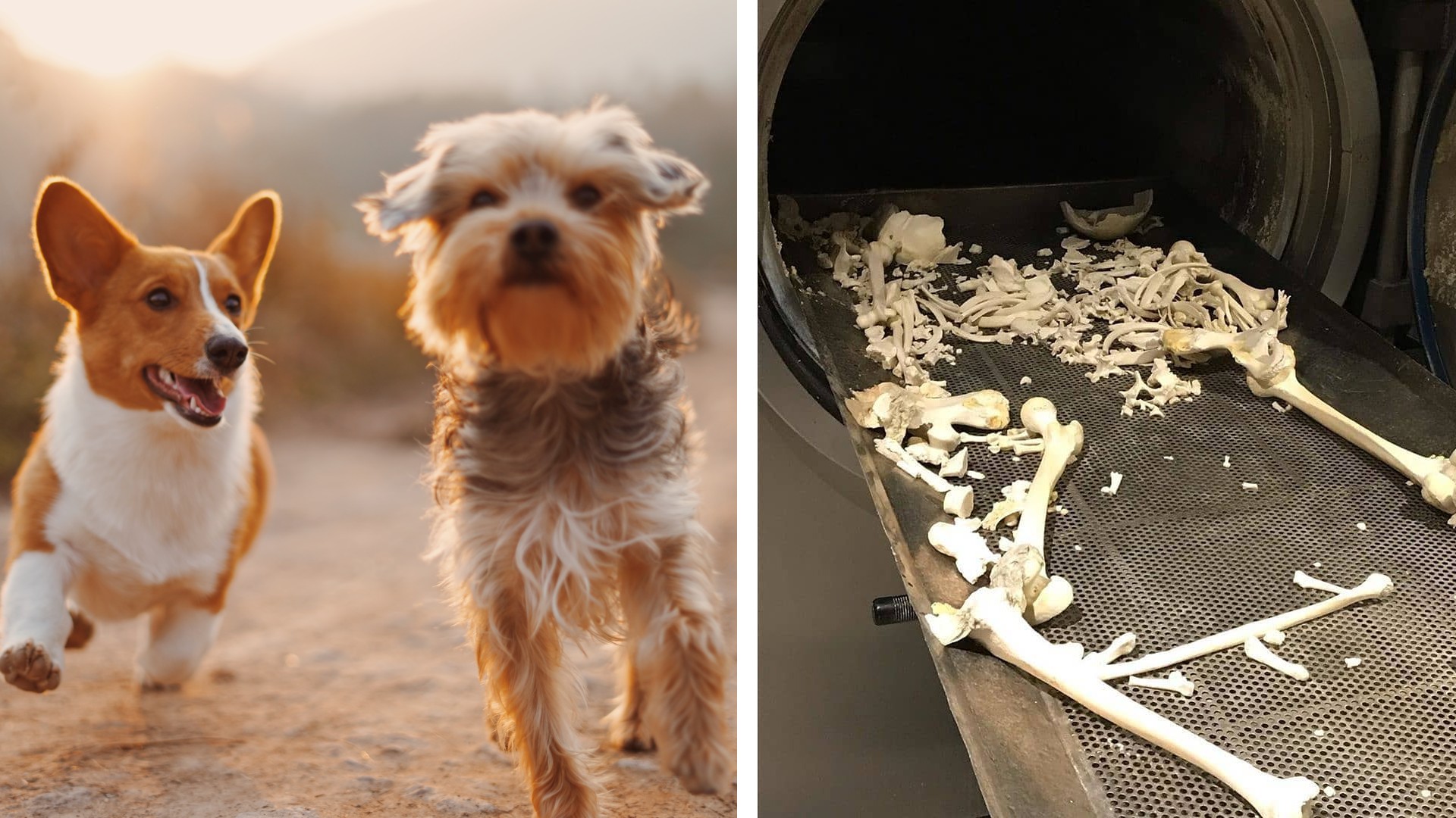 An eco-friendly way to dispose of your dead pets is coming to Singapore ...