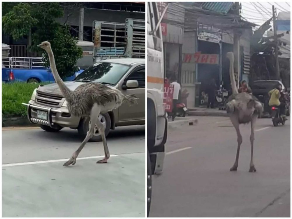 Ostrich flees farm, leads Chonburi on wild goose chase (Photos) | Coconuts