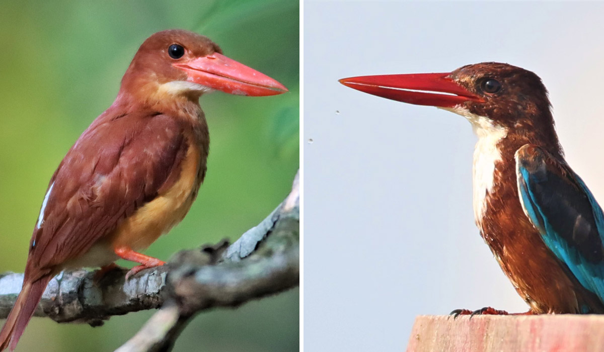 Bird Alert: There are splendid Kingfishers to see in Bangkok (Photos ...
