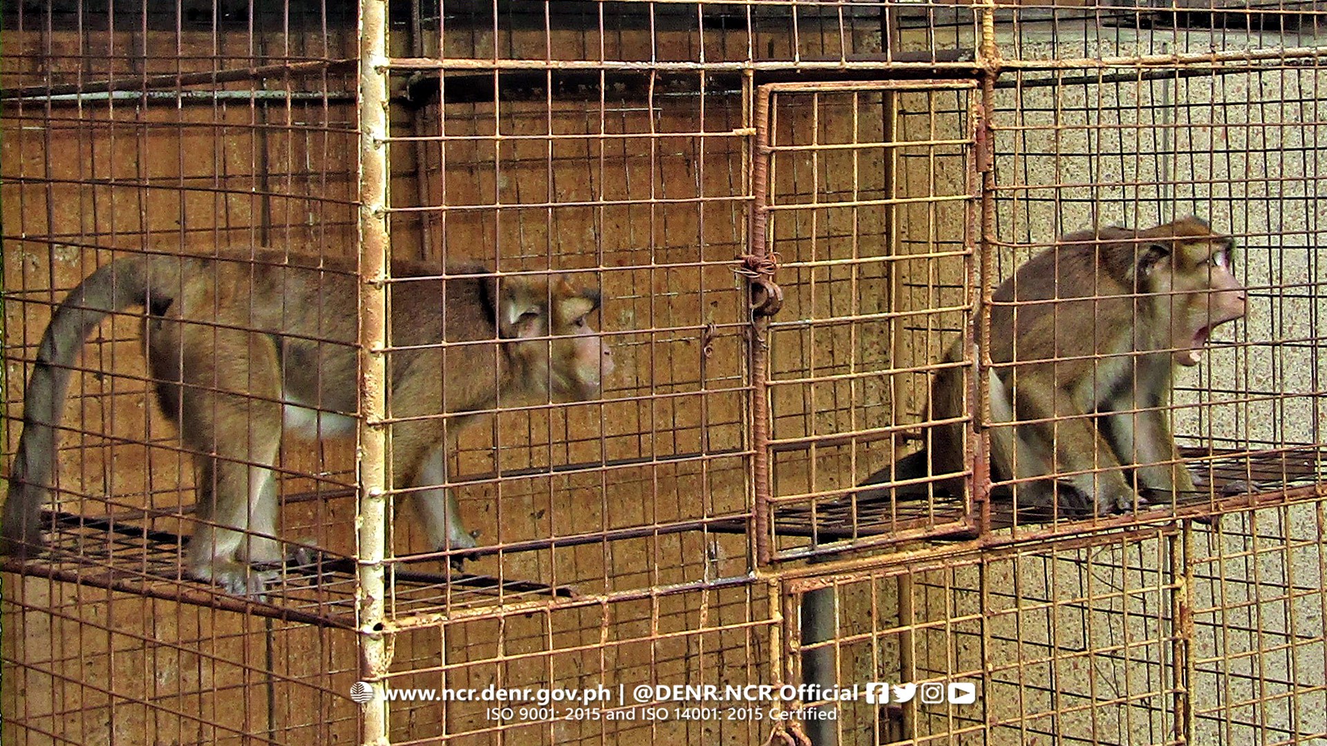 Illegally kept monkeys found in Manila | Coconuts