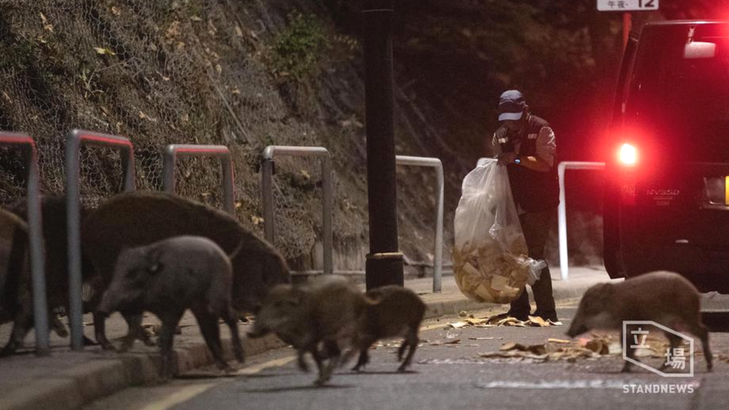 'Very humane': AFCD officer defends boar capture-and-kill operation ...