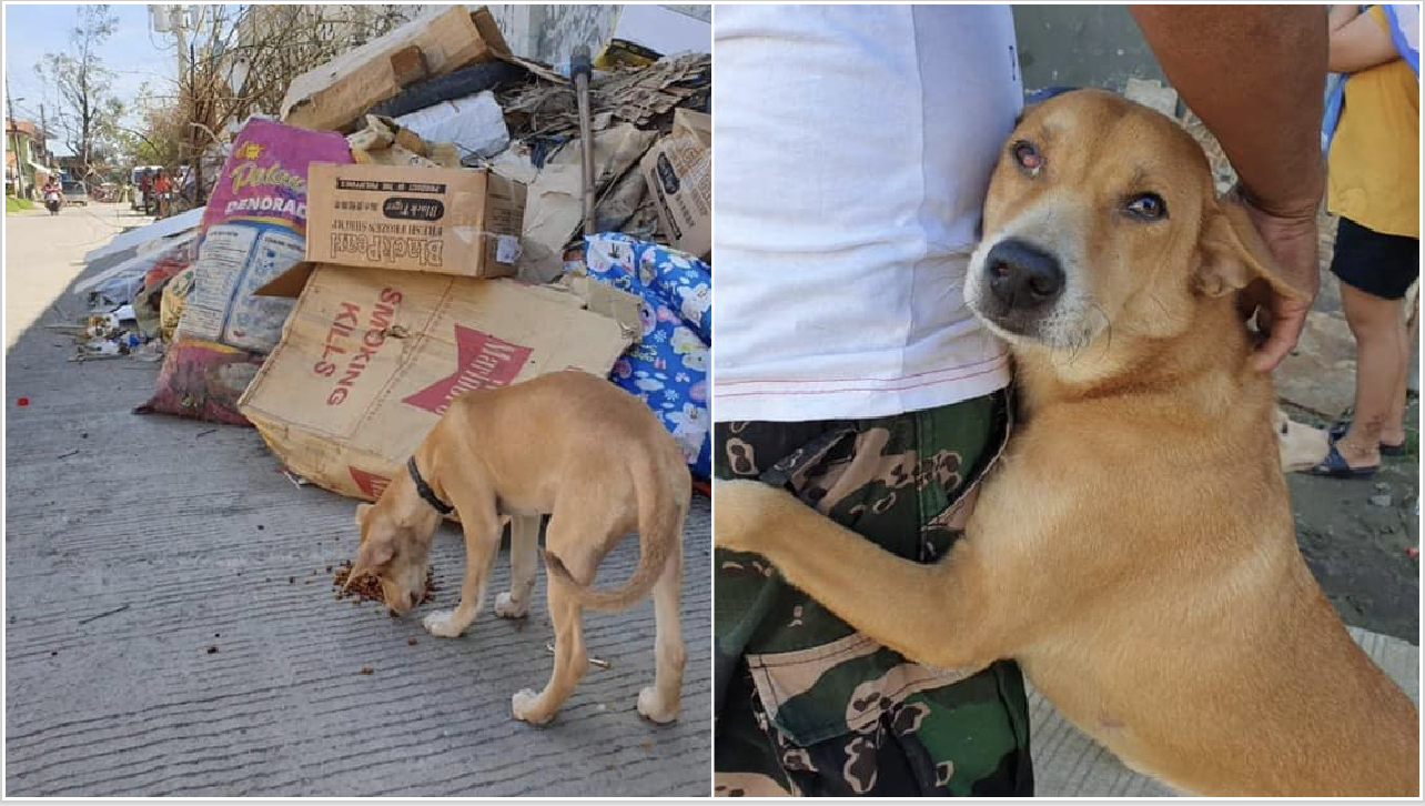 'Don't forget the animals': PAWS launches animal relief efforts for ...