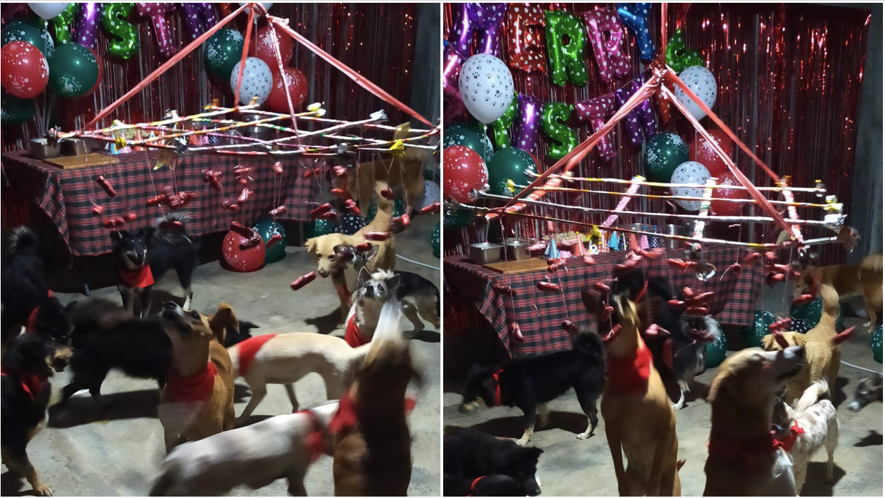 People are loving these photos of shelter aspins engaging in a ...