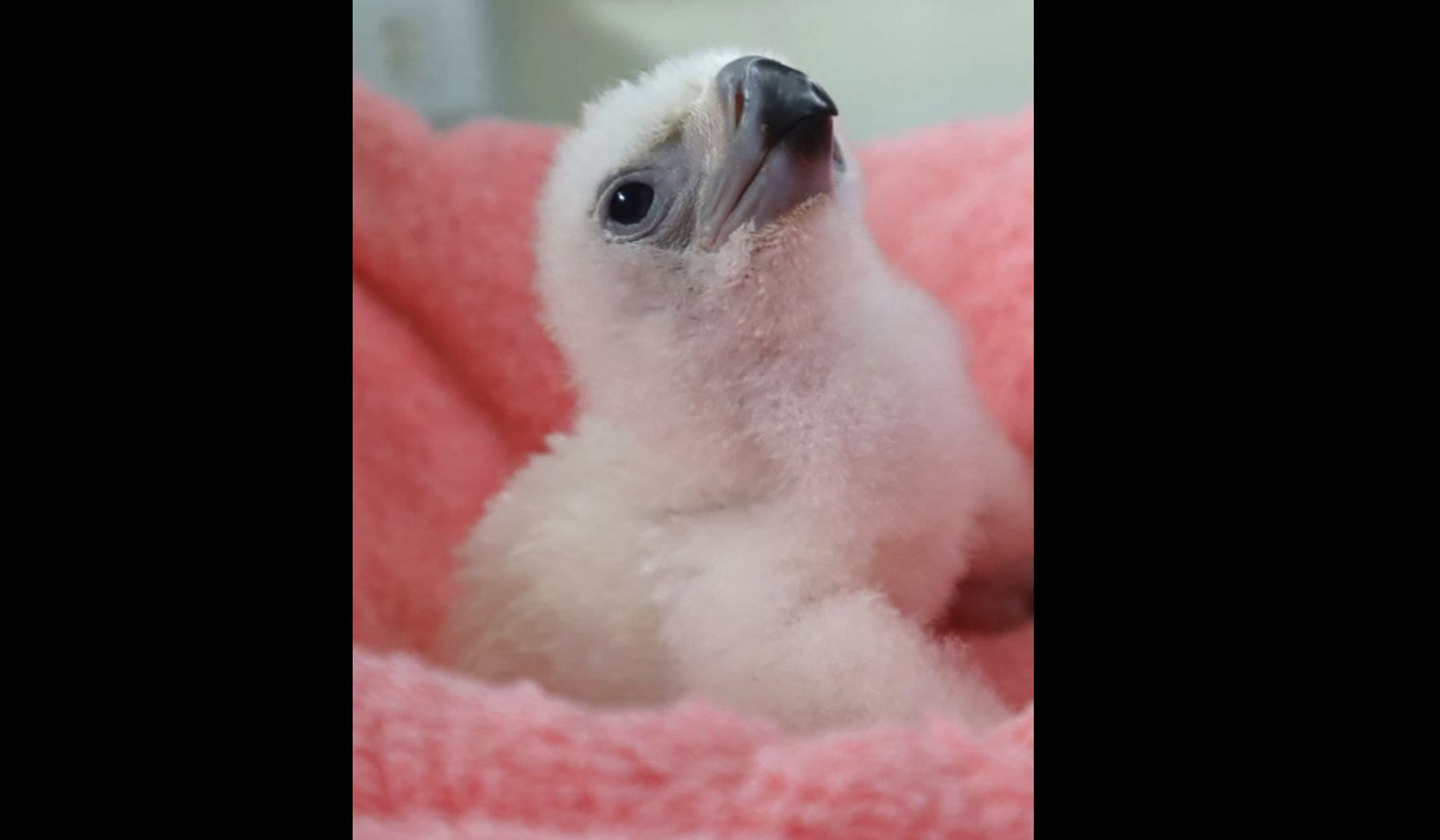 Philippine eagle chick dies at 4 months from snake bite | Coconuts