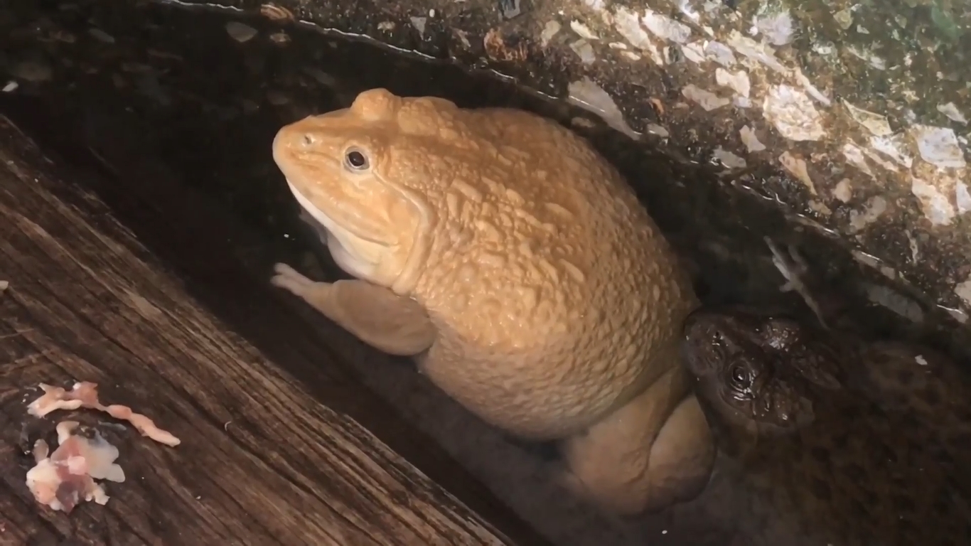 This fat gold frog has already made one Thai woman rich. Are you next ...