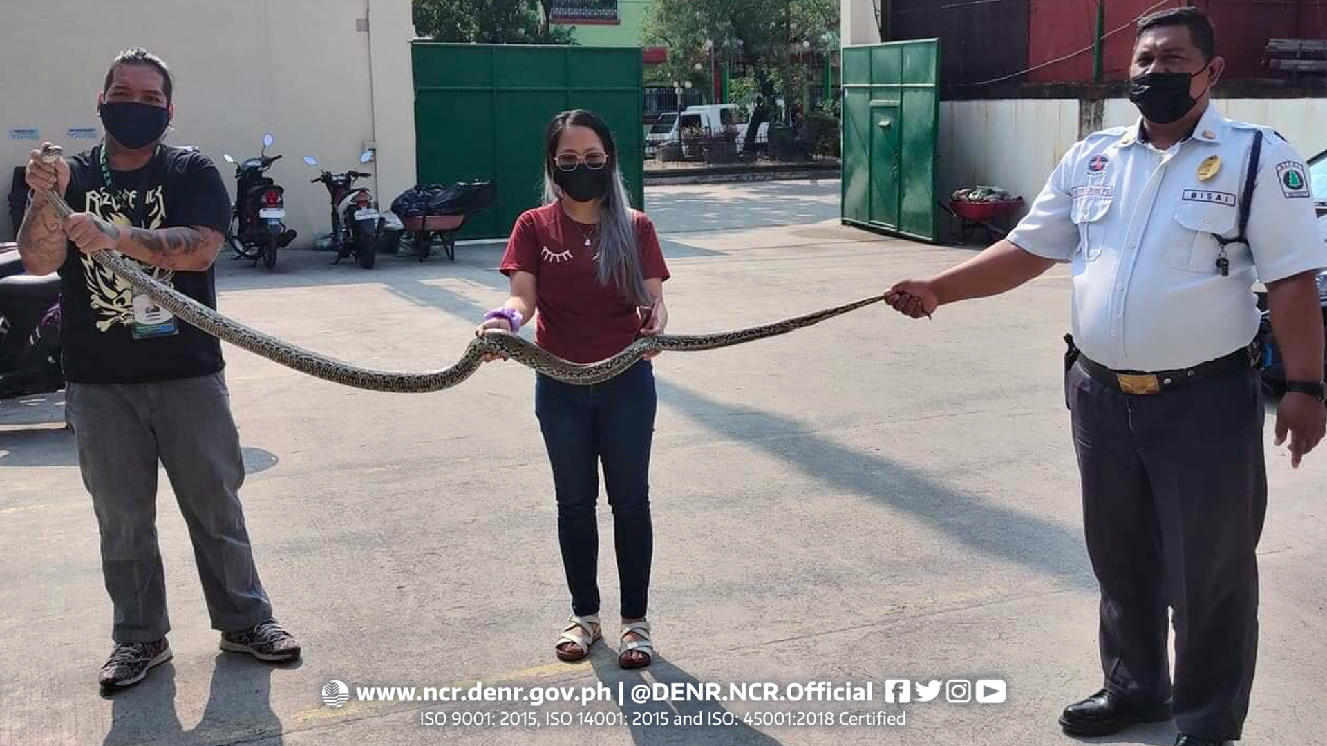 Pythons captured in Malabon and Navotas cities | Coconuts