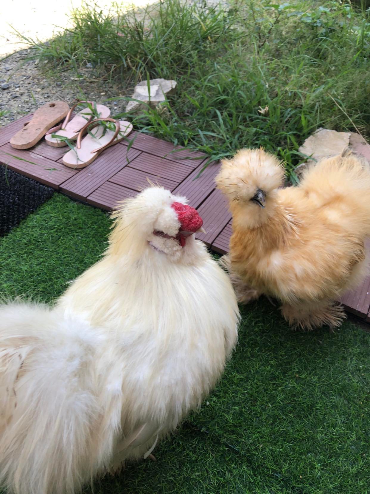 Phuket woman’s desperate search for beloved chicken ends with hungry ...