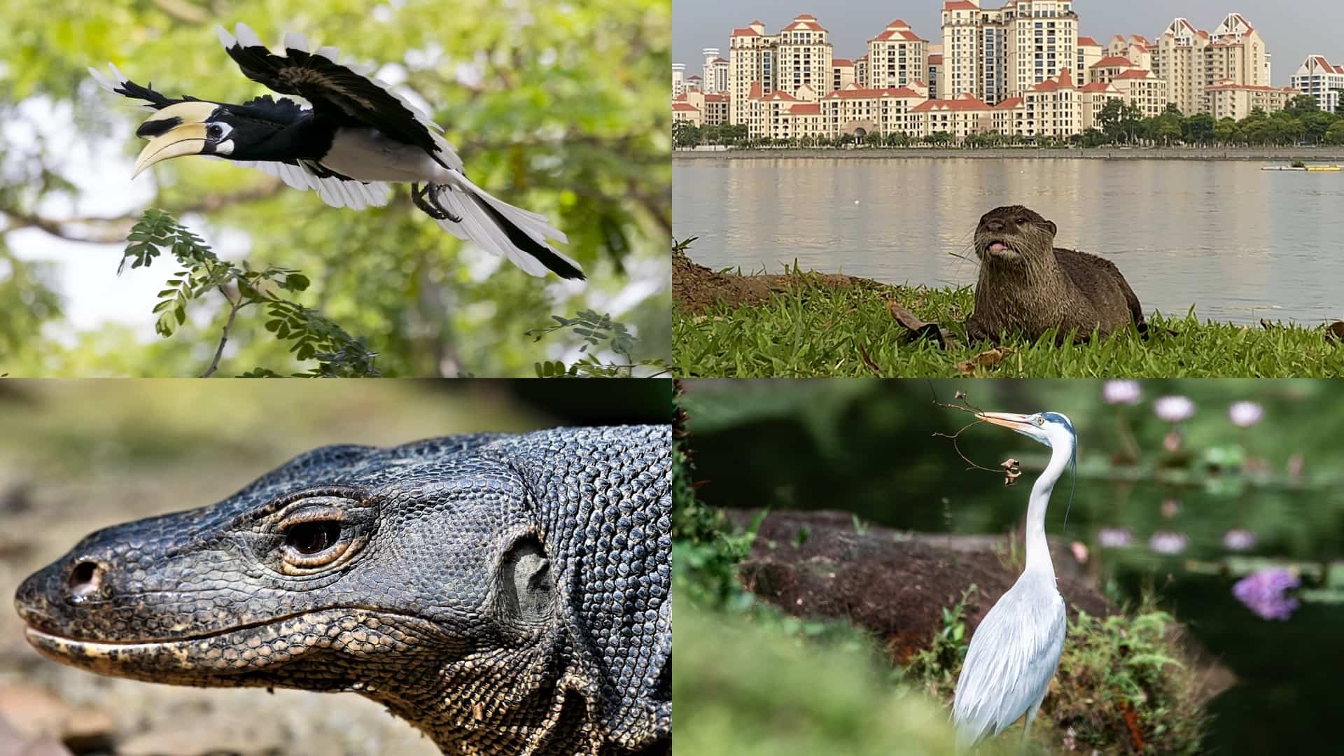 Spot otters and other local wildlife along Singapore Sports Hub’s ...