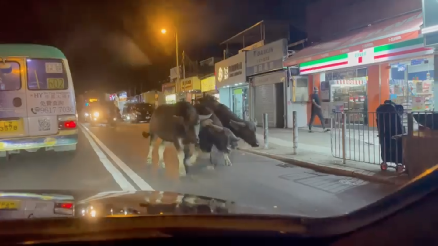 Herd of 5 cattle filmed trotting down the road in Yuen Long | Coconuts