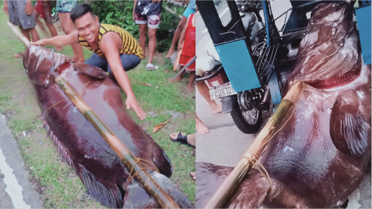 Enormous 187-kilo ‘lapu-lapu’ fish caught in Antique | Coconuts