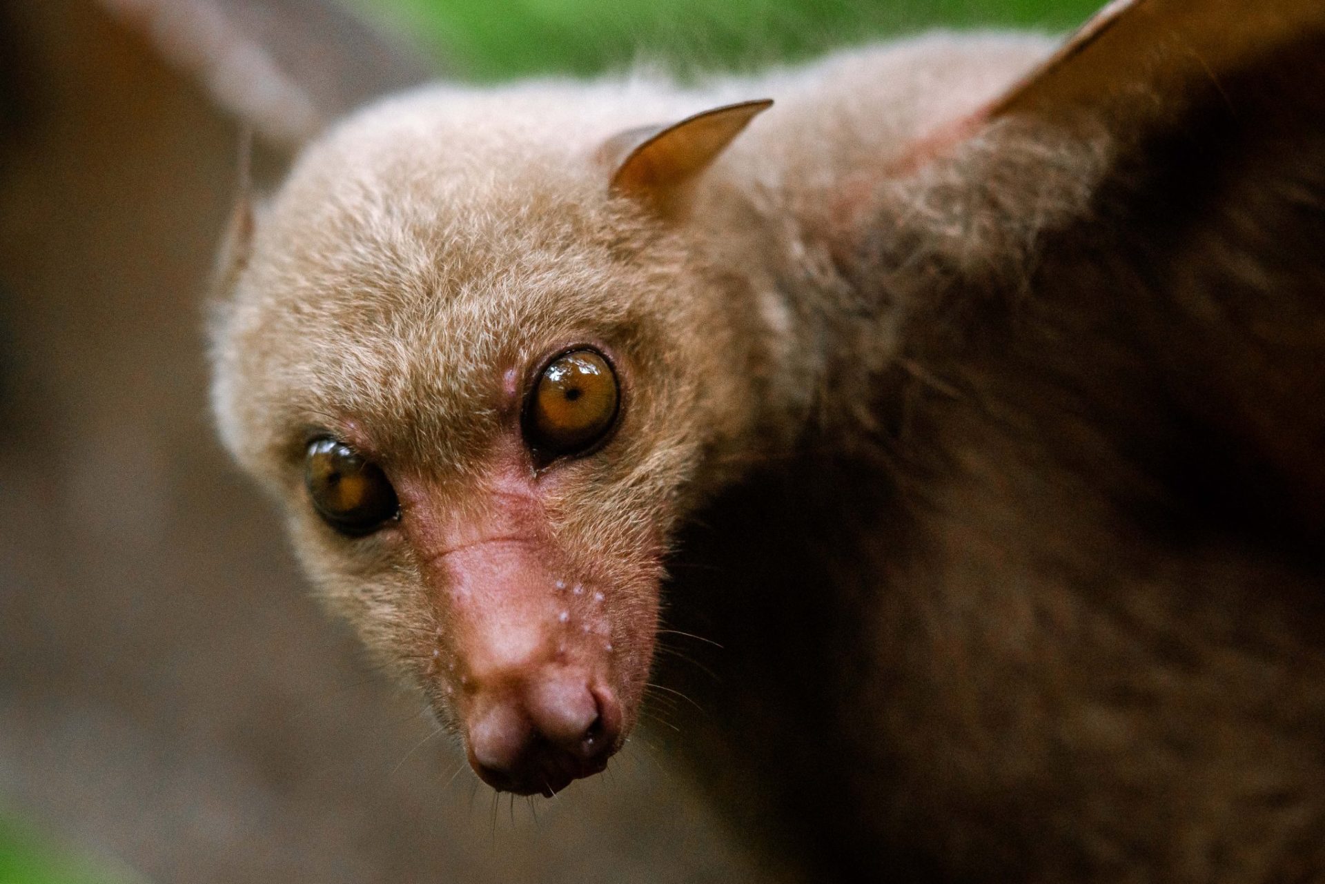 Rare bat spotted in Masungi Georeserve | Coconuts
