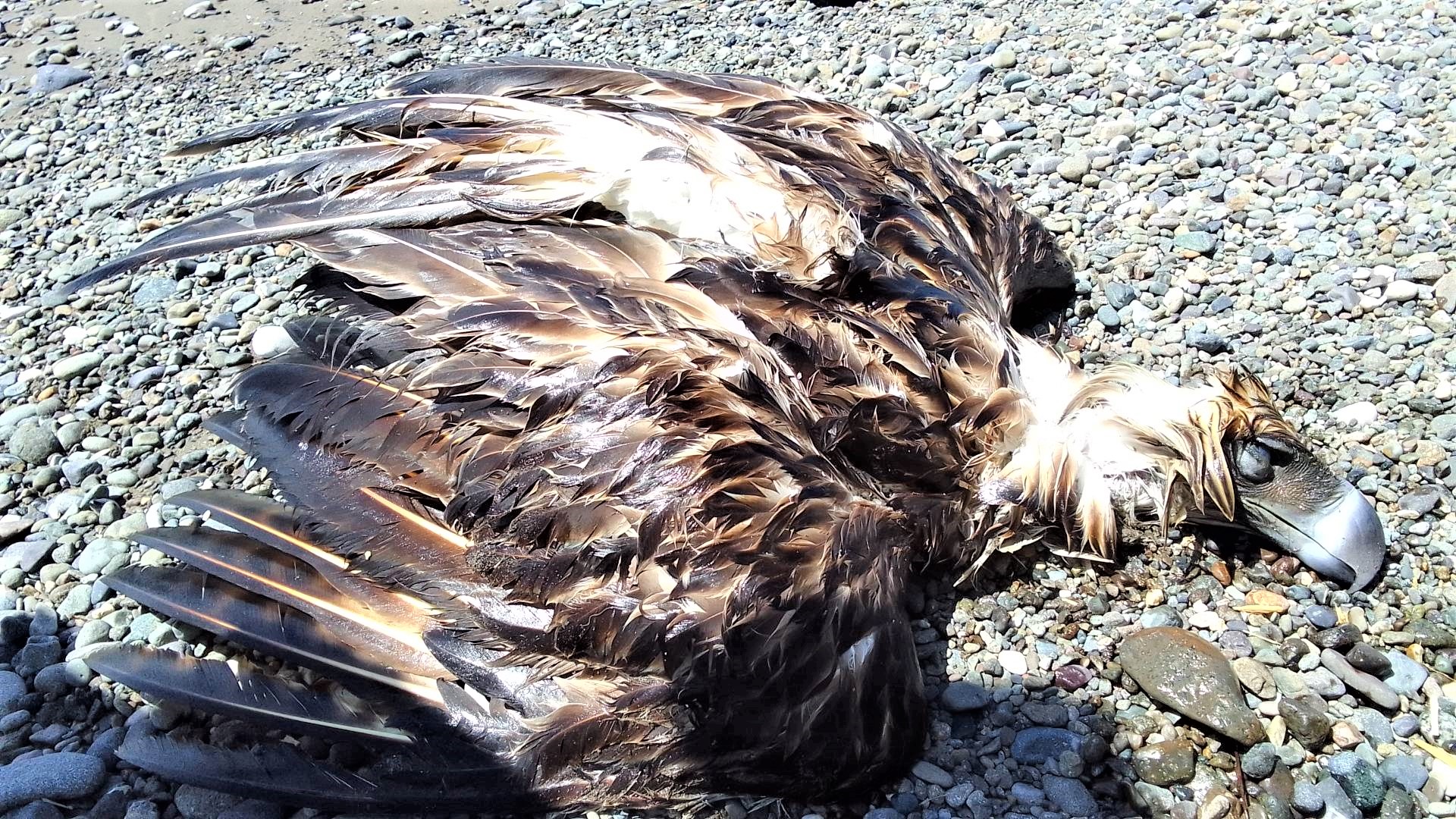 Critically-endangered Philippine eagle found dead in Sarangani | Coconuts