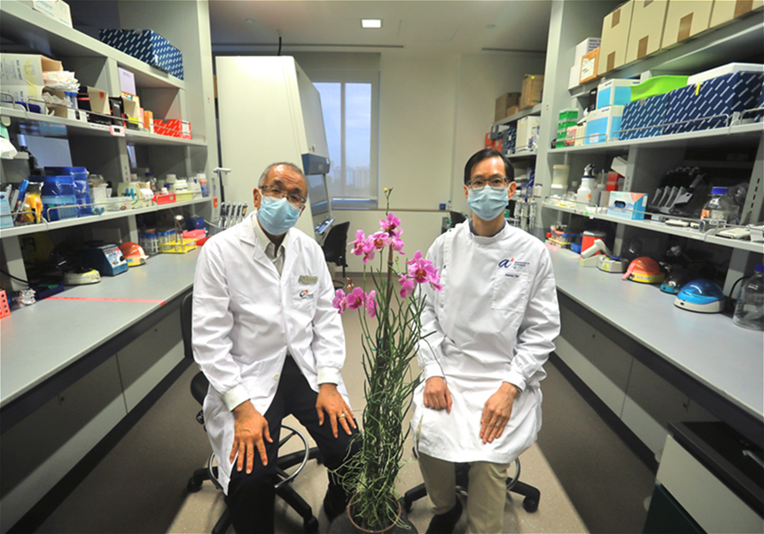 Singapore’s national orchid has anti-aging properties: researchers ...