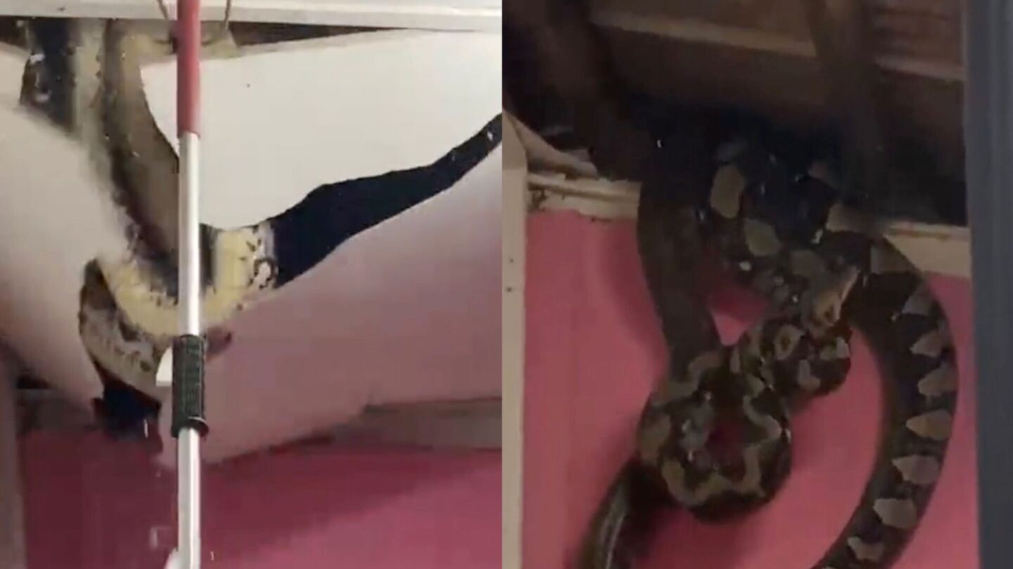 Snakes in the attic: 3 pythons caught in steamy act in Malaysia, ends ...
