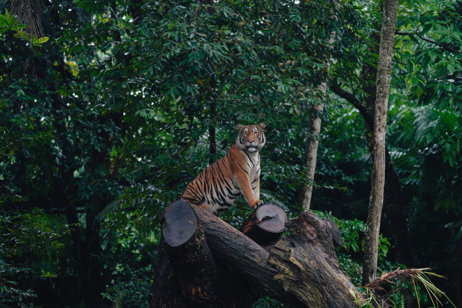 We spent the weekend glamping in the wild with Singapore Zoo’s animals ...