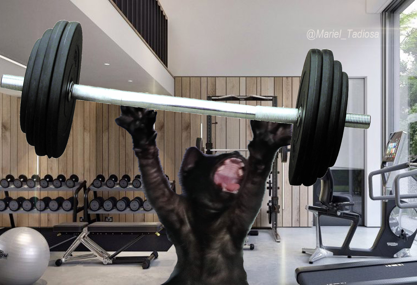 Filipino cat lovers had fun editing this kitty into the funniest photos ...