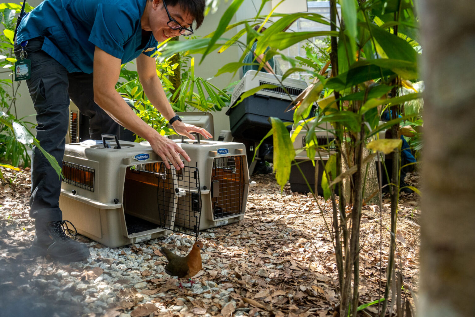First look: Birds moving into their new home at Singapore Bird Paradise ...