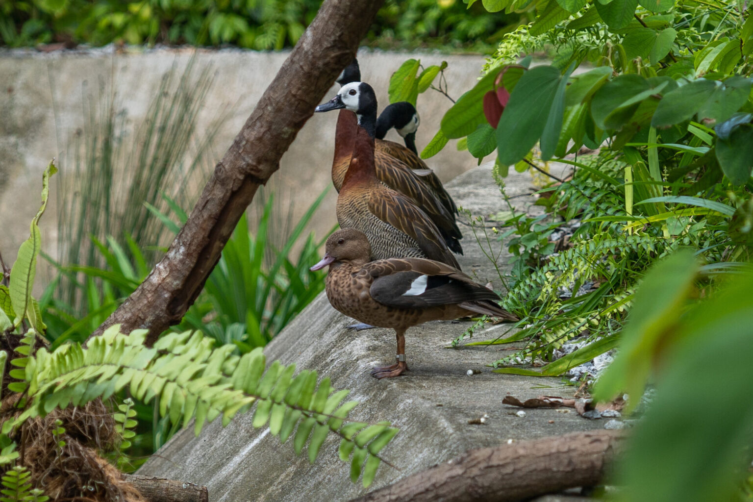 First look: Birds moving into their new home at Singapore Bird Paradise ...