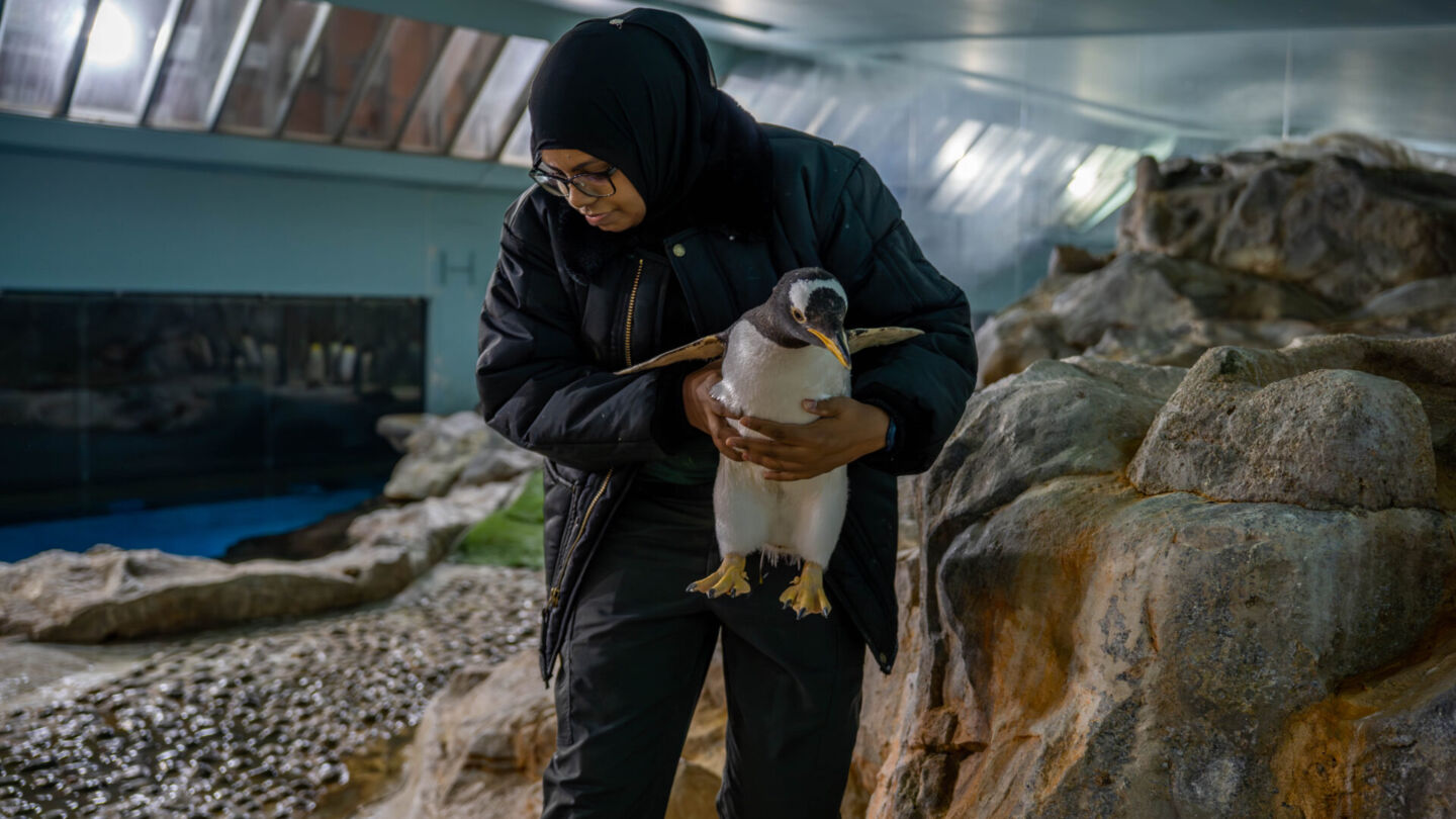 Penguin Paradise: Mandai Wildlife Reserve welcomes flightless birds to ...