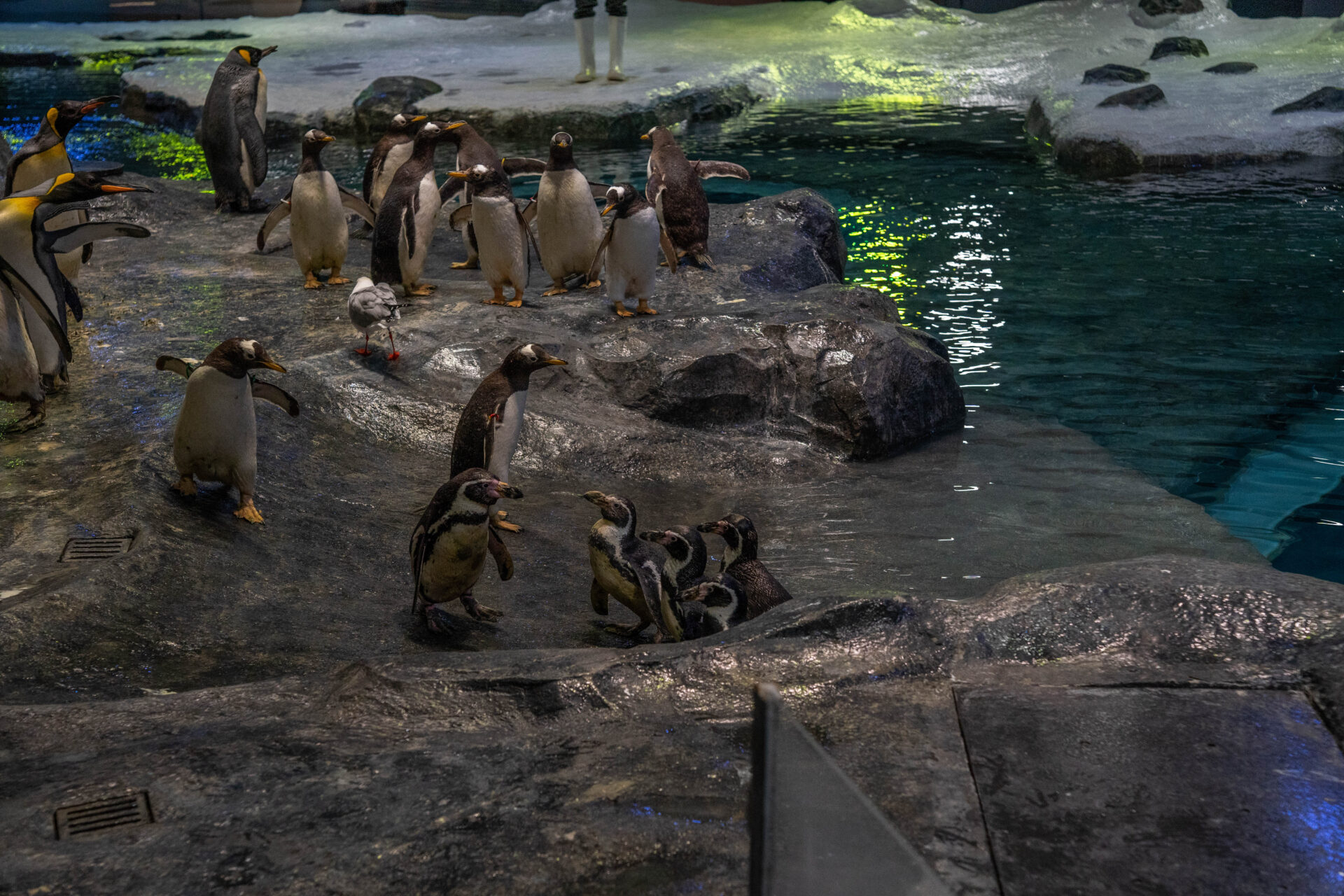 Penguin Paradise: Mandai Wildlife Reserve welcomes flightless birds to ...