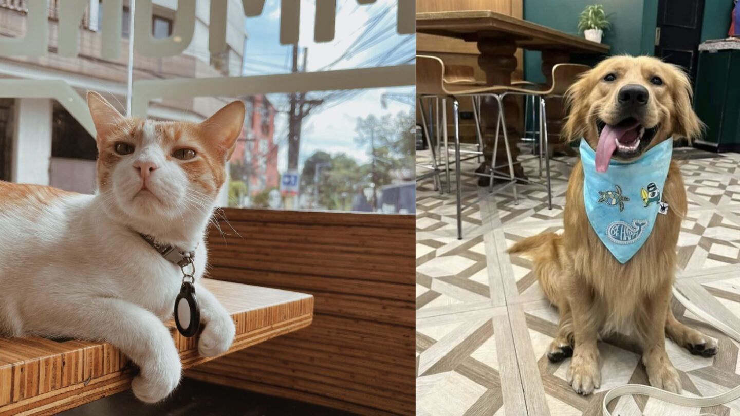 Furry tails welcome: Check out these pet-friendly cafes in Manila ...
